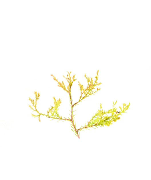 Fire Chief™ American Arborvitae Accent – Bower & Branch