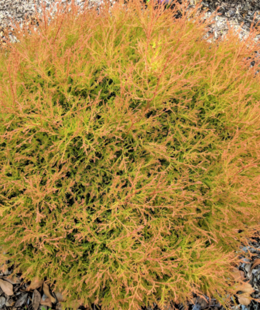 Fire Chief™ American Arborvitae Big – Bower & Branch