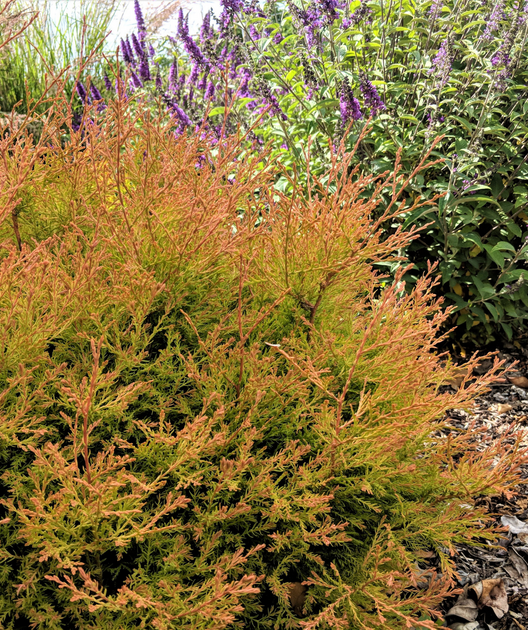 Fire Chief™ American Arborvitae Big – Bower & Branch