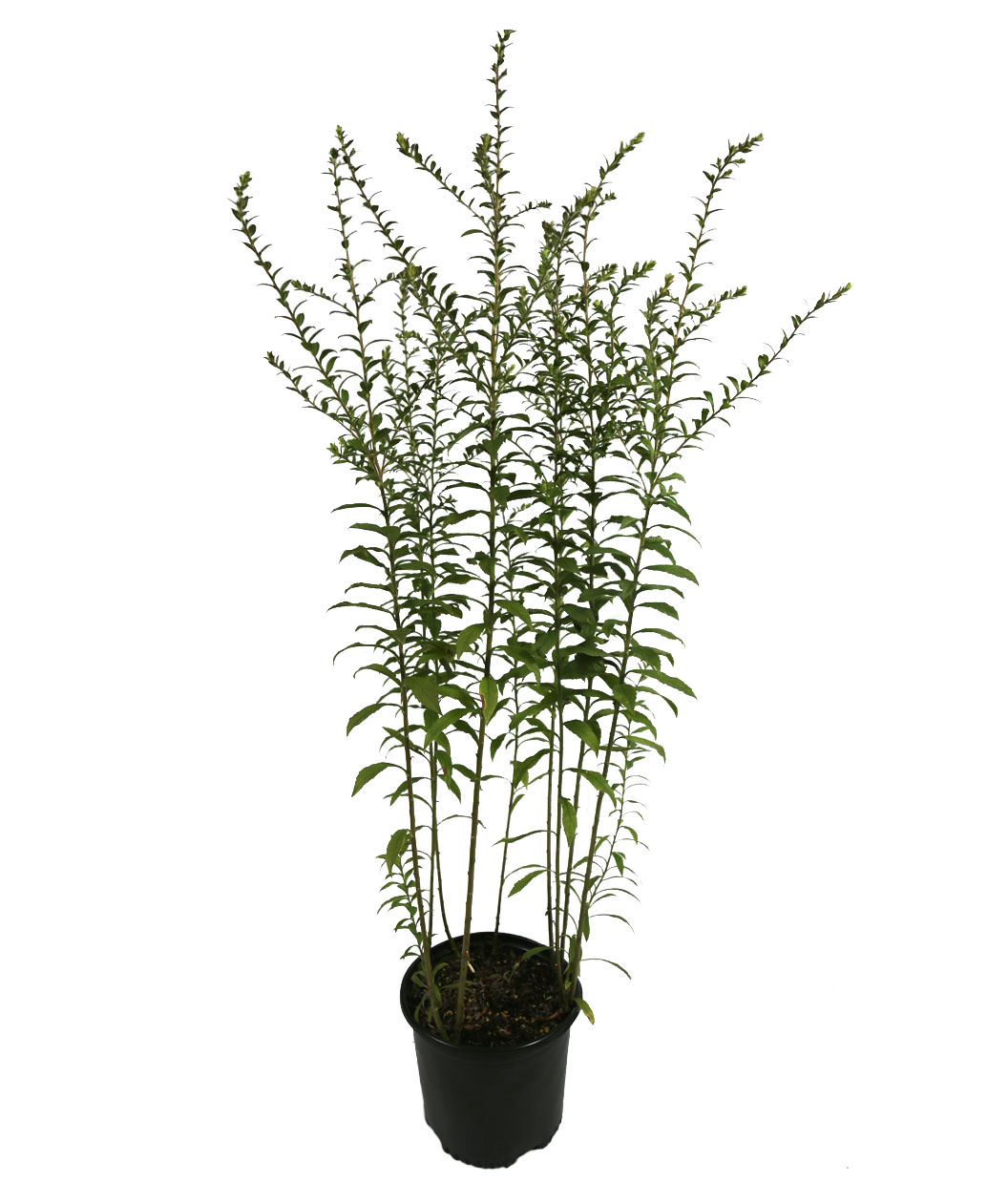 Fireworks Goldenrod – Bower & Branch