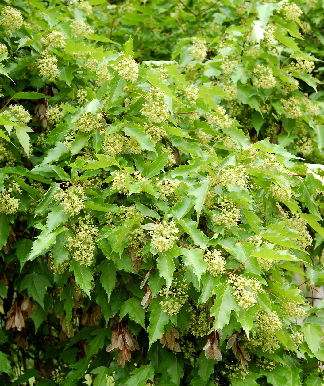 Flame Amur Maple | Bower & Branch
