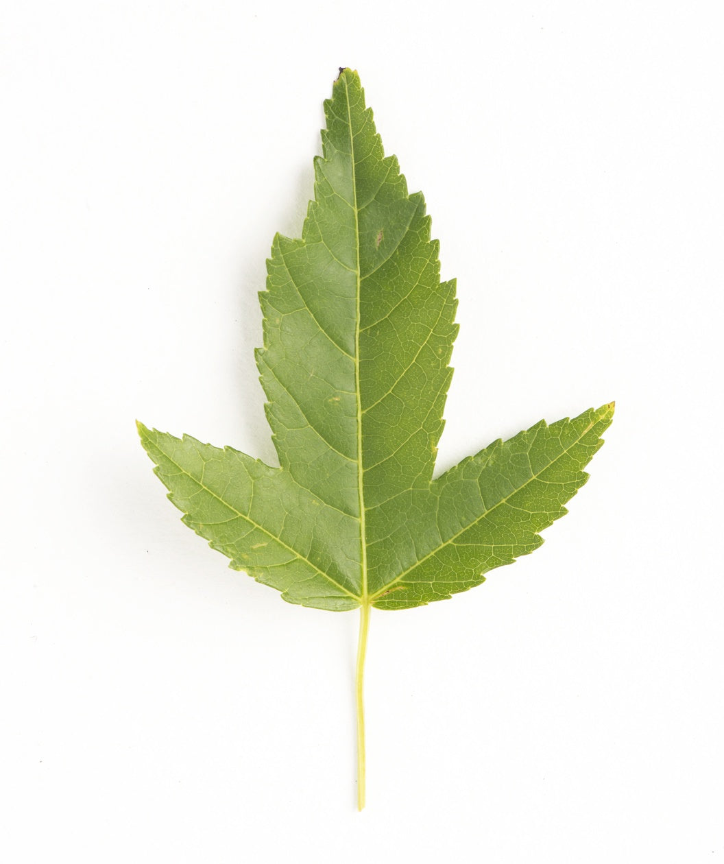 Flame Amur Maple | Bower & Branch
