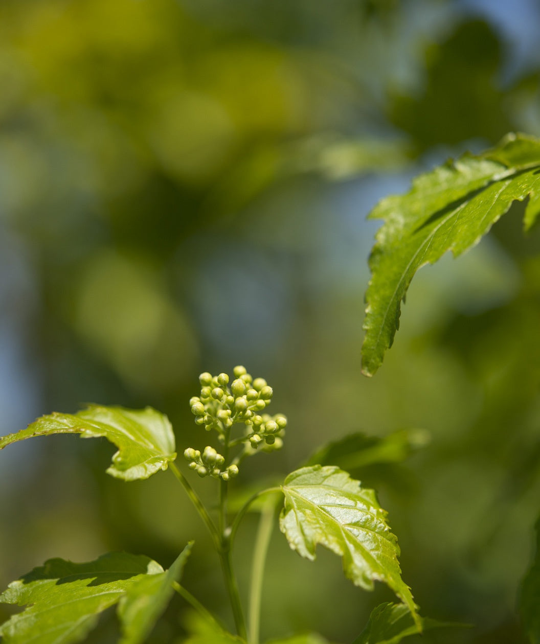 Flame Amur Maple | Bower & Branch