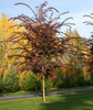 Frontier Elm | Bower & Branch