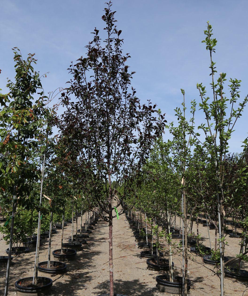 Gladiator™ Columnar Flowering Crabapple | Bower & Branch