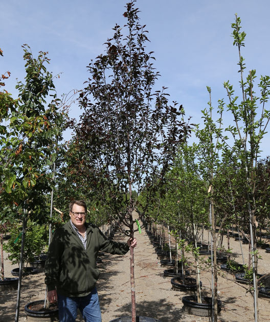 Gladiator™ Columnar Flowering Crabapple | Bower & Branch