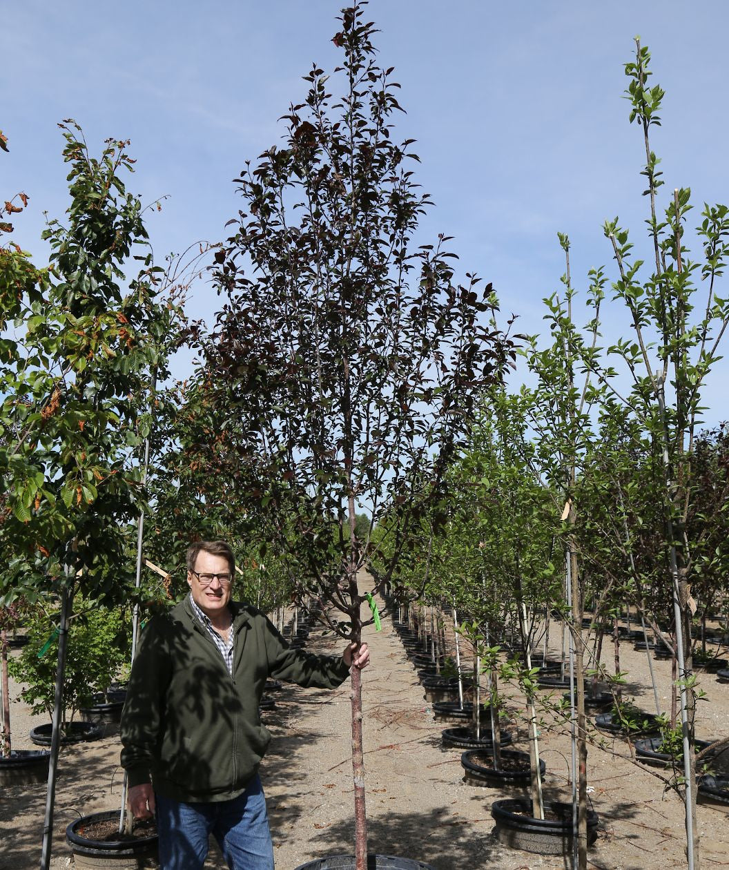 Gladiator™ Columnar Flowering Crabapple | Bower & Branch