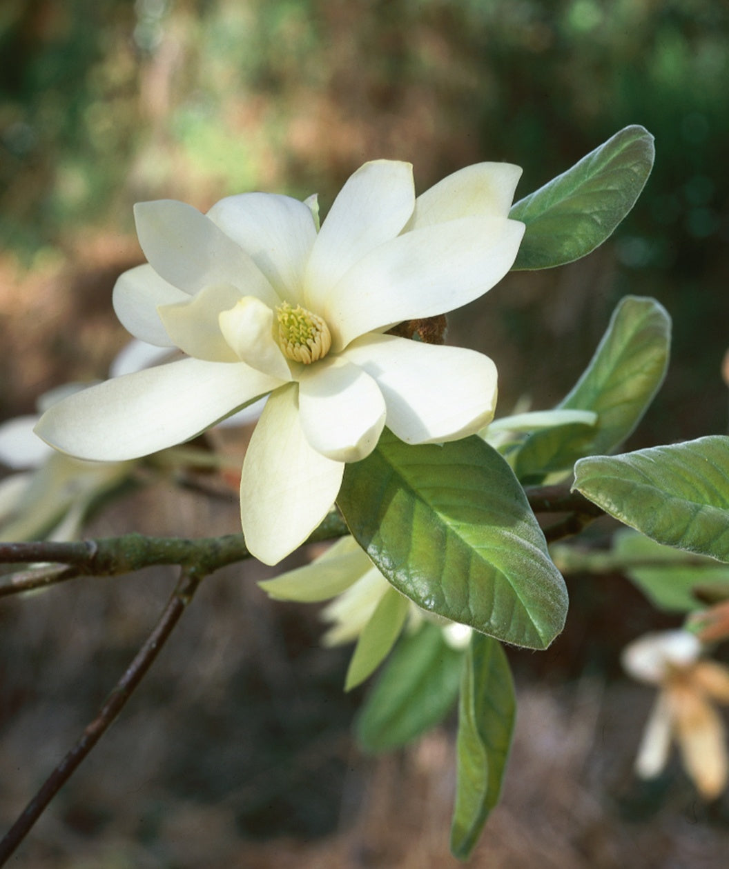 Gold Star Magnolia – Bower & Branch