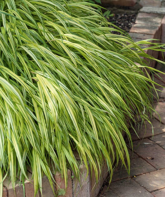 Golden Japanese Forest Grass | Bower & Branch