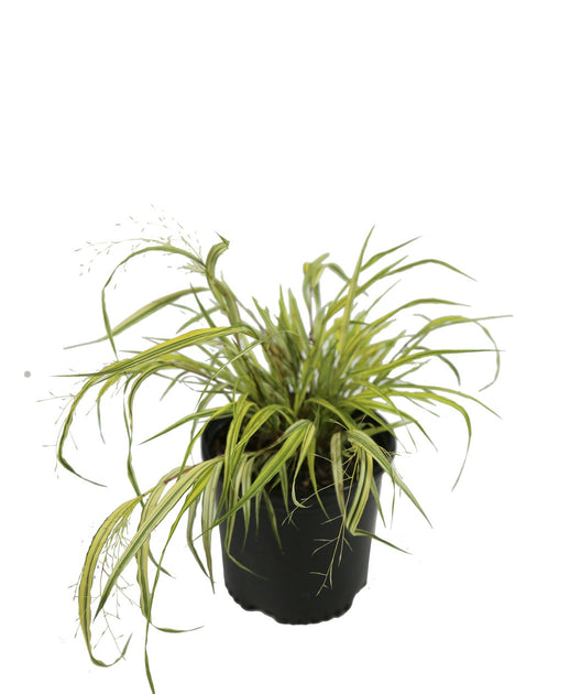 Golden Japanese Forest Grass | Bower & Branch