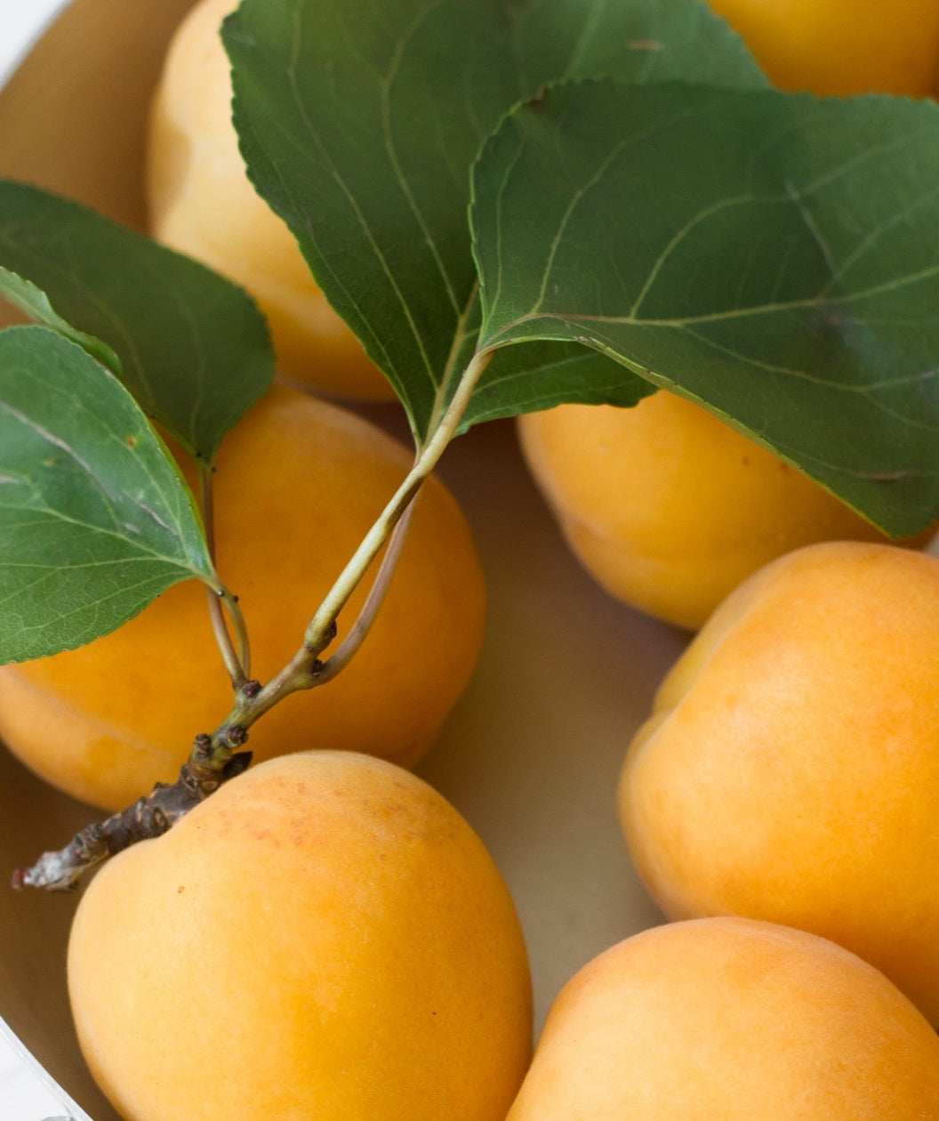 Harcot Apricot | Bower & Branch