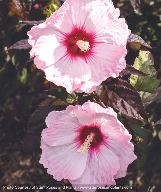 Head Over Heels® Hibiscus Blush – Bower & Branch