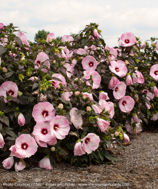 Head Over Heels® Hibiscus Blush – Bower & Branch