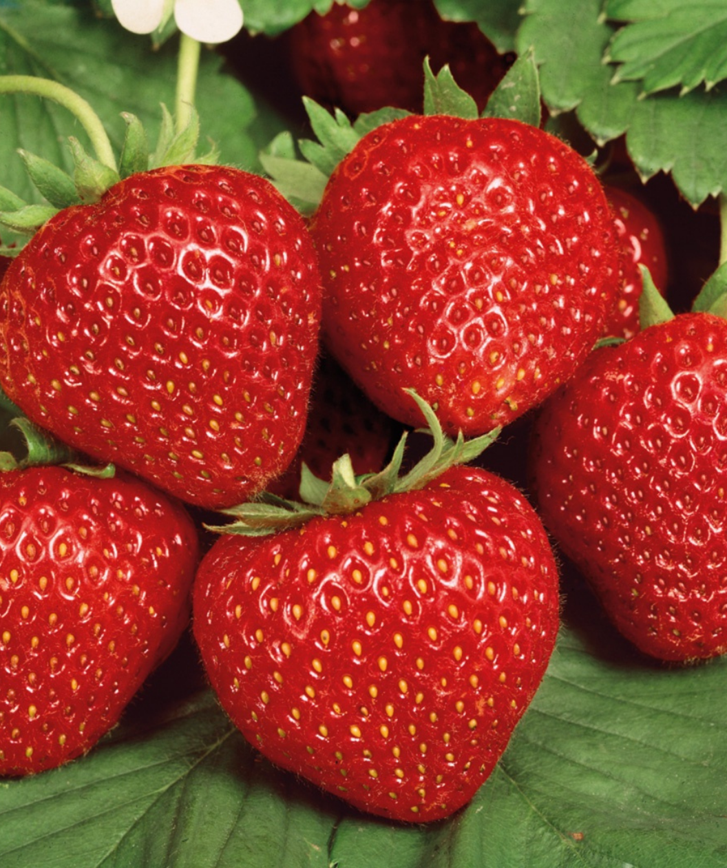 Honeoye Strawberry – Bower & Branch