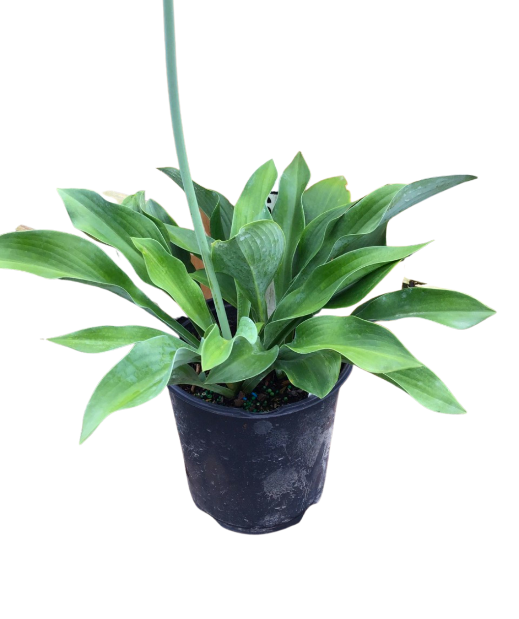 Blue Angel Hosta | Bower & Branch