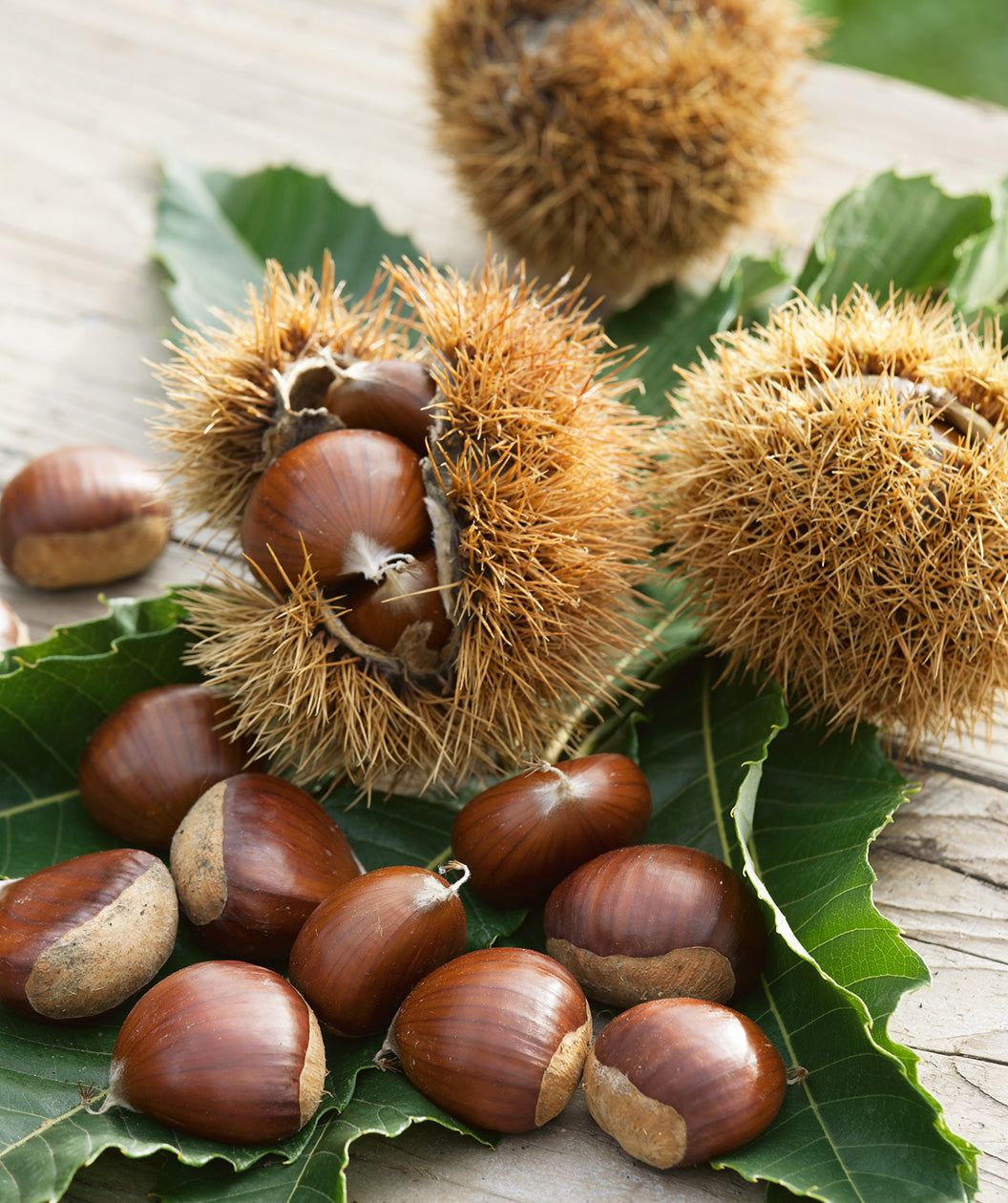Hybrid Chestnut – Bower & Branch