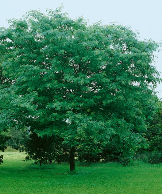 Imperial Honeylocust | Bower & Branch