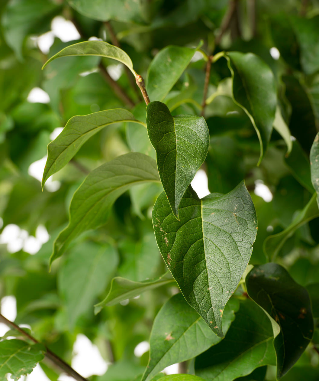 Ivory Silk Japanese Tree Lilac | Bower & Branch