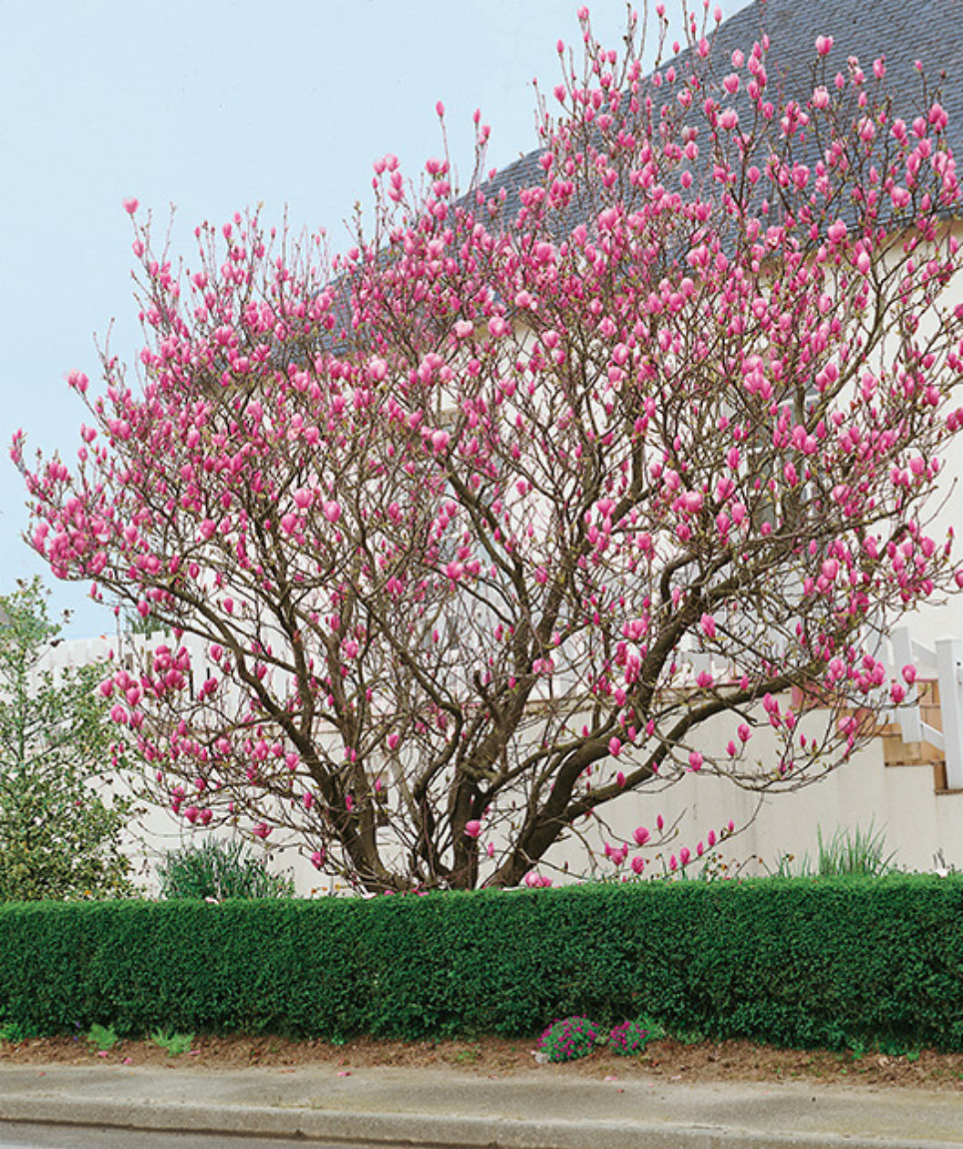 Jane Magnolia | Bower & Branch