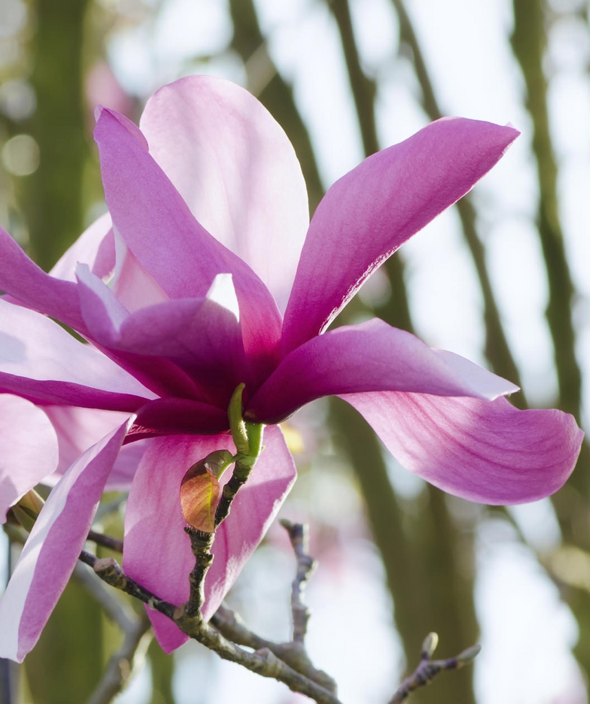 Dwarf Jane Magnolia Bush Jane Magnolia Tree | Flowering Trees