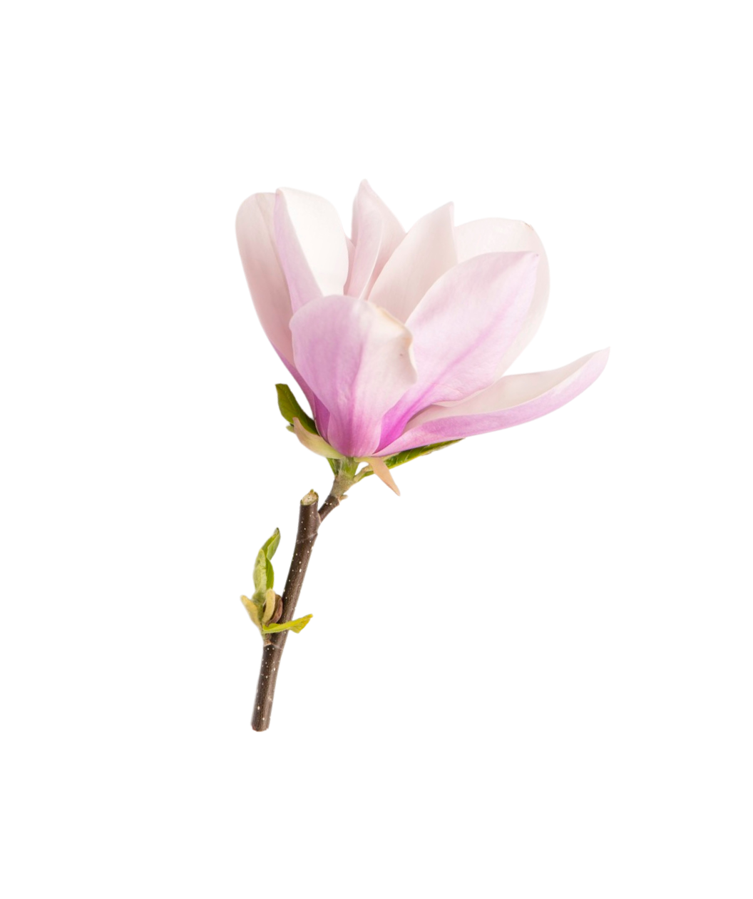Jane Magnolia | Bower & Branch