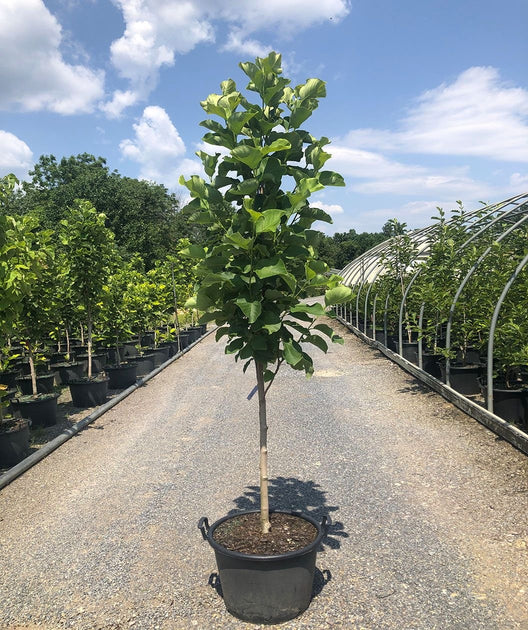 Judy Zuk Magnolia | Bower & Branch