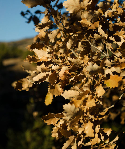 Kindred Spirit® Oak | Bower & Branch