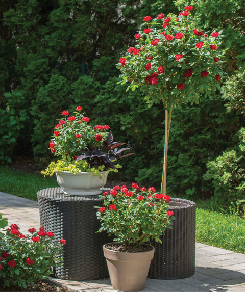 Knockout Rose Tree How Do I Propagate My Knockout Rose 'Radrazz'?