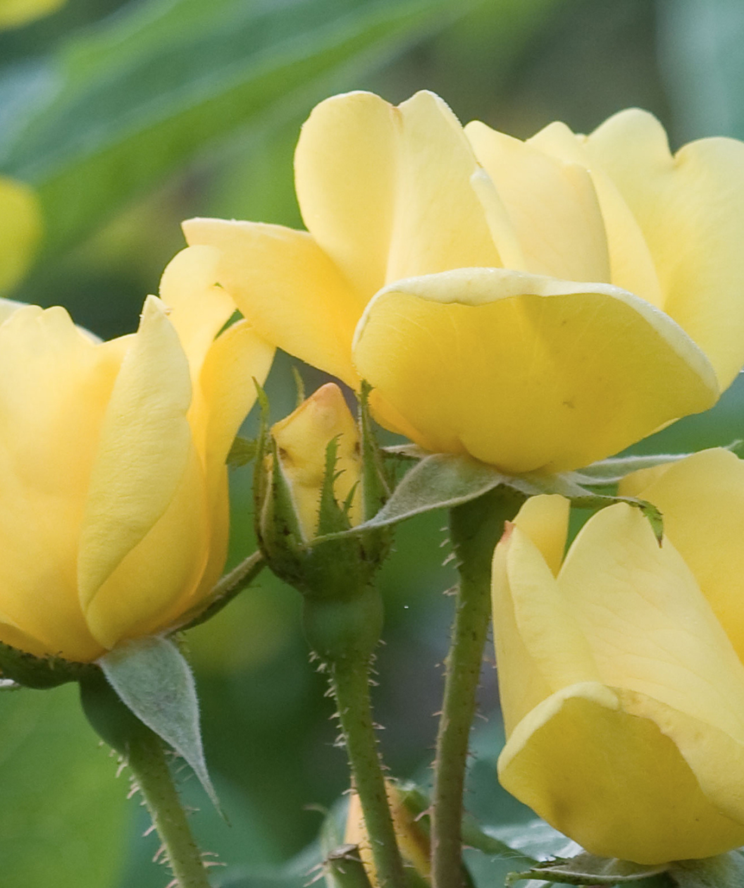 Knock Out® Sunny Rose | Bower & Branch