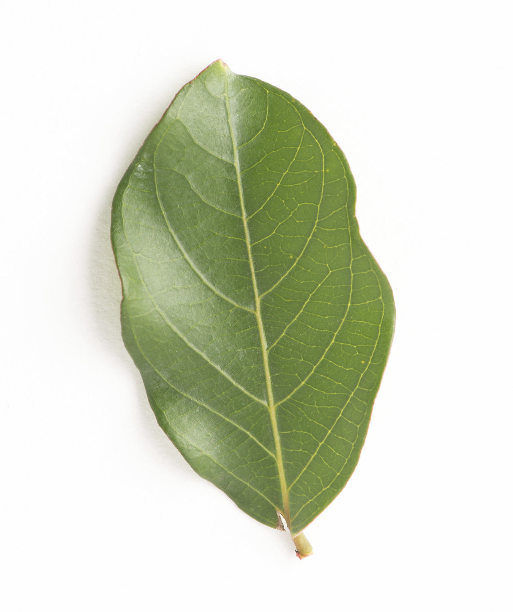Tuscarora Crape Myrtle | Bower & Branch