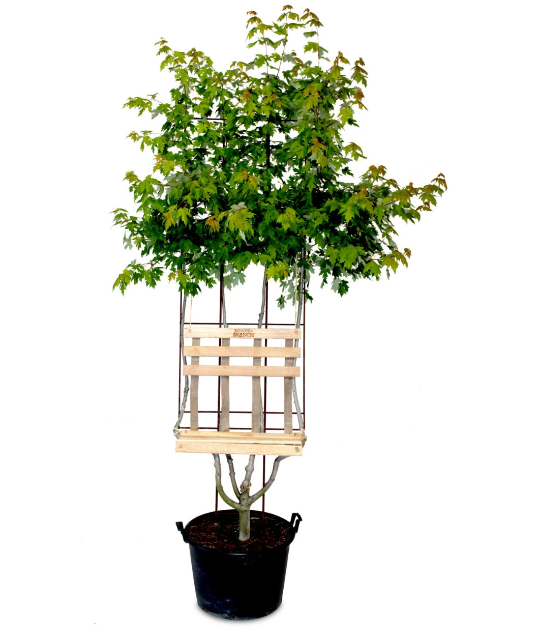 Living Tree Chairs | Bower & Branch