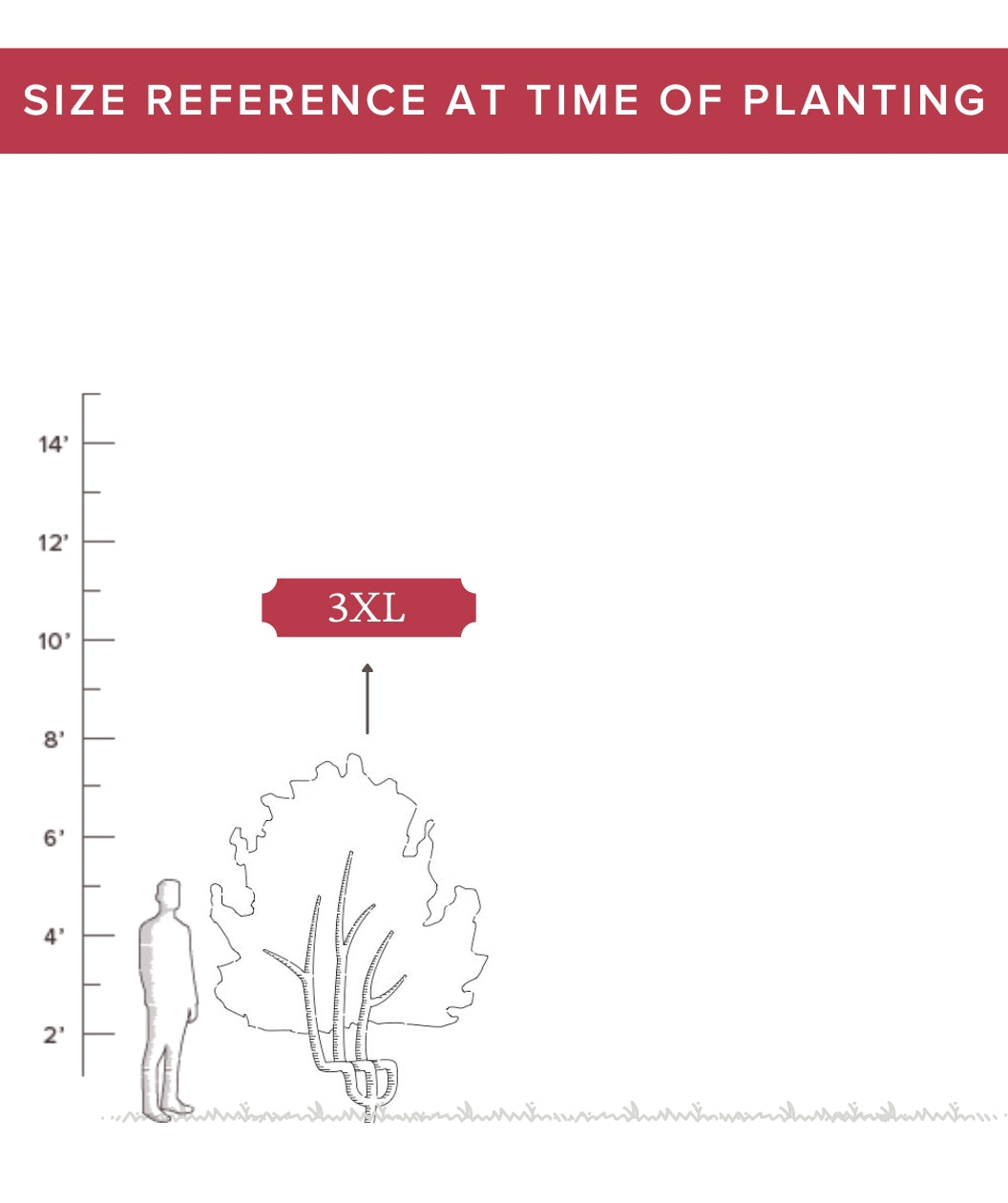 Living Tree Chairs | Bower & Branch