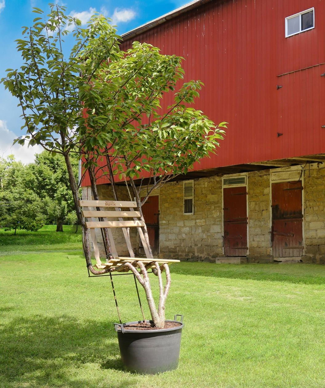 Living Tree Chairs | Bower & Branch