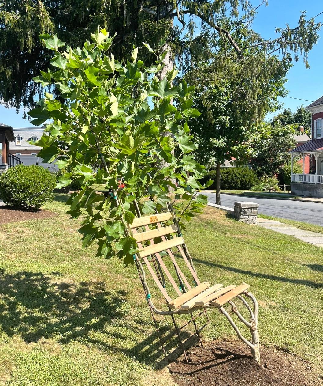 Living Tree Chairs | Bower & Branch