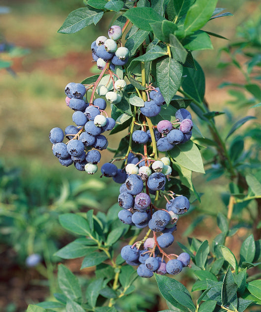 Large Blueberry Bushes – Bower & Branch