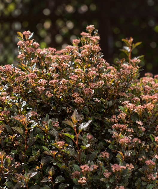 Little Devil™ Ninebark | Bower & Branch