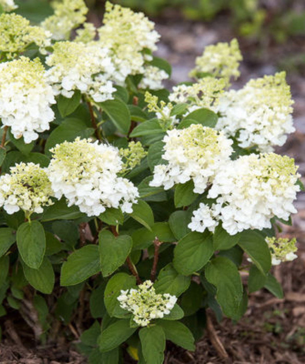 Little Hottie® Panicle Hydrangea | Bower & Branch