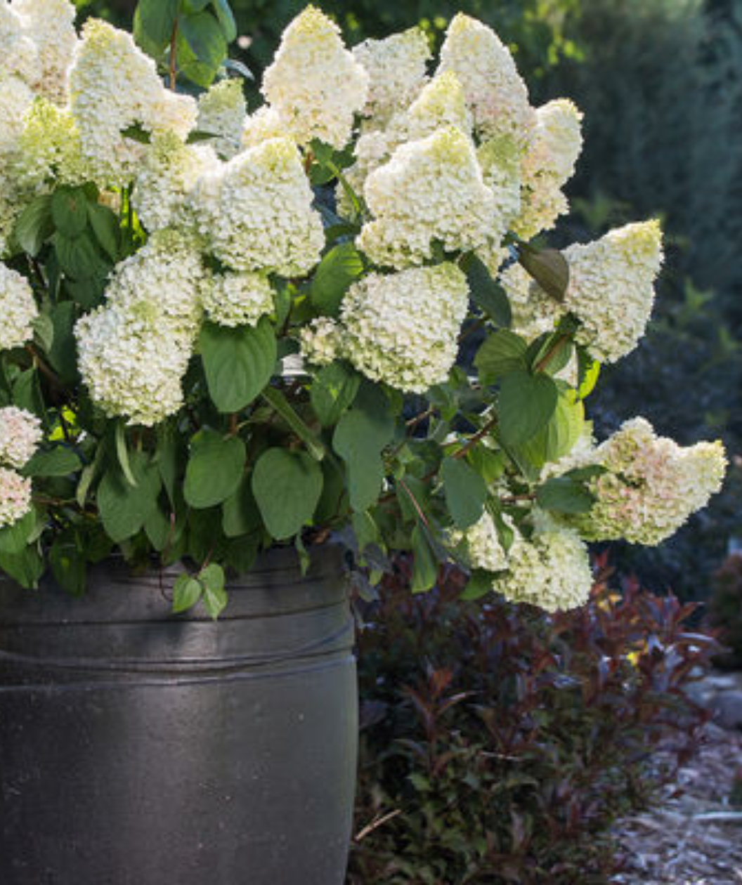 Little Hottie® Panicle Hydrangea | Bower & Branch