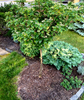 Little Poncho Japanese Dogwood | Bower & Branch