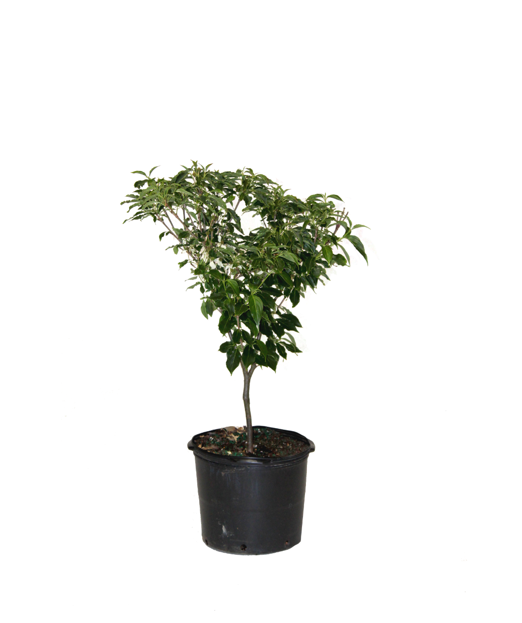 Little Poncho Japanese Dogwood | Bower & Branch