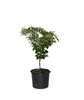 Little Poncho Japanese Dogwood | Bower & Branch
