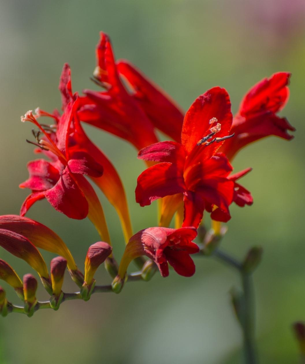 Will Crocosmia Lucifer Grow In Shade