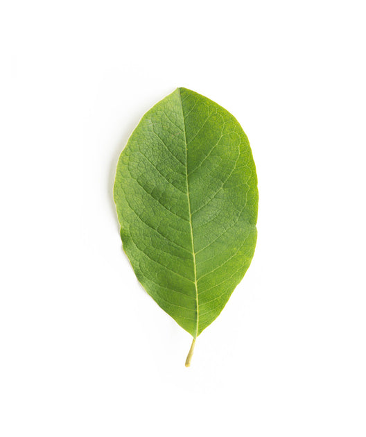 Dr. Merrill Magnolia | Bower & Branch