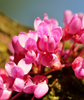 Merlot Redbud | Bower & Branch