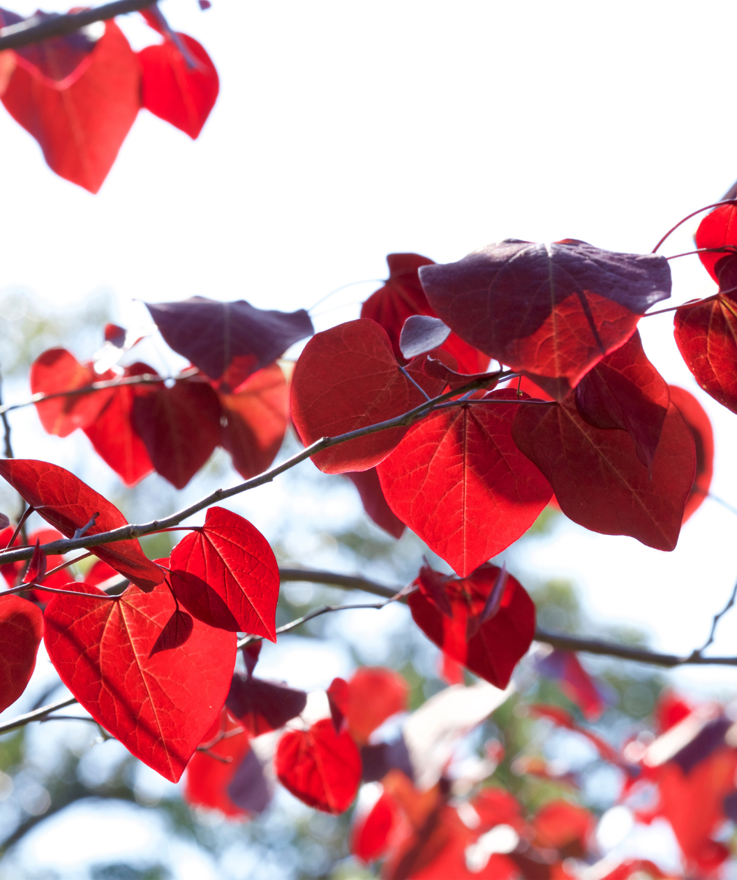 Merlot Redbud | Bower & Branch
