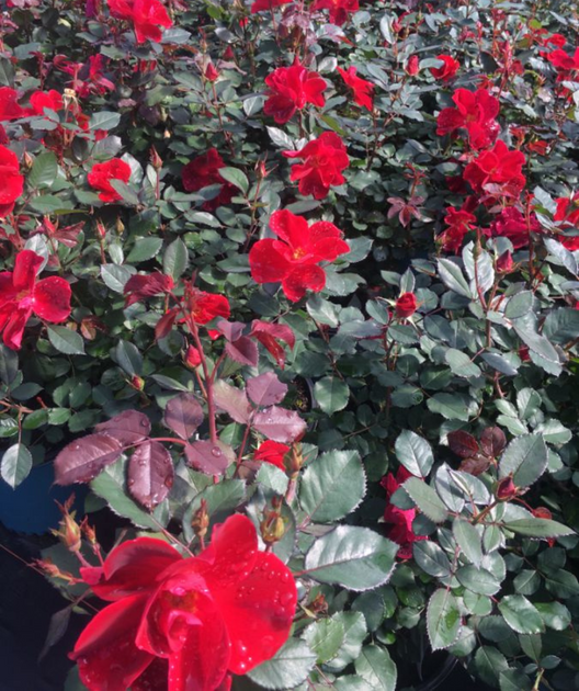 Miracle on the Hudson™ Shrub Rose | Bower & Branch