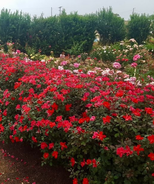 Miracle on the Hudson™ Shrub Rose | Bower & Branch