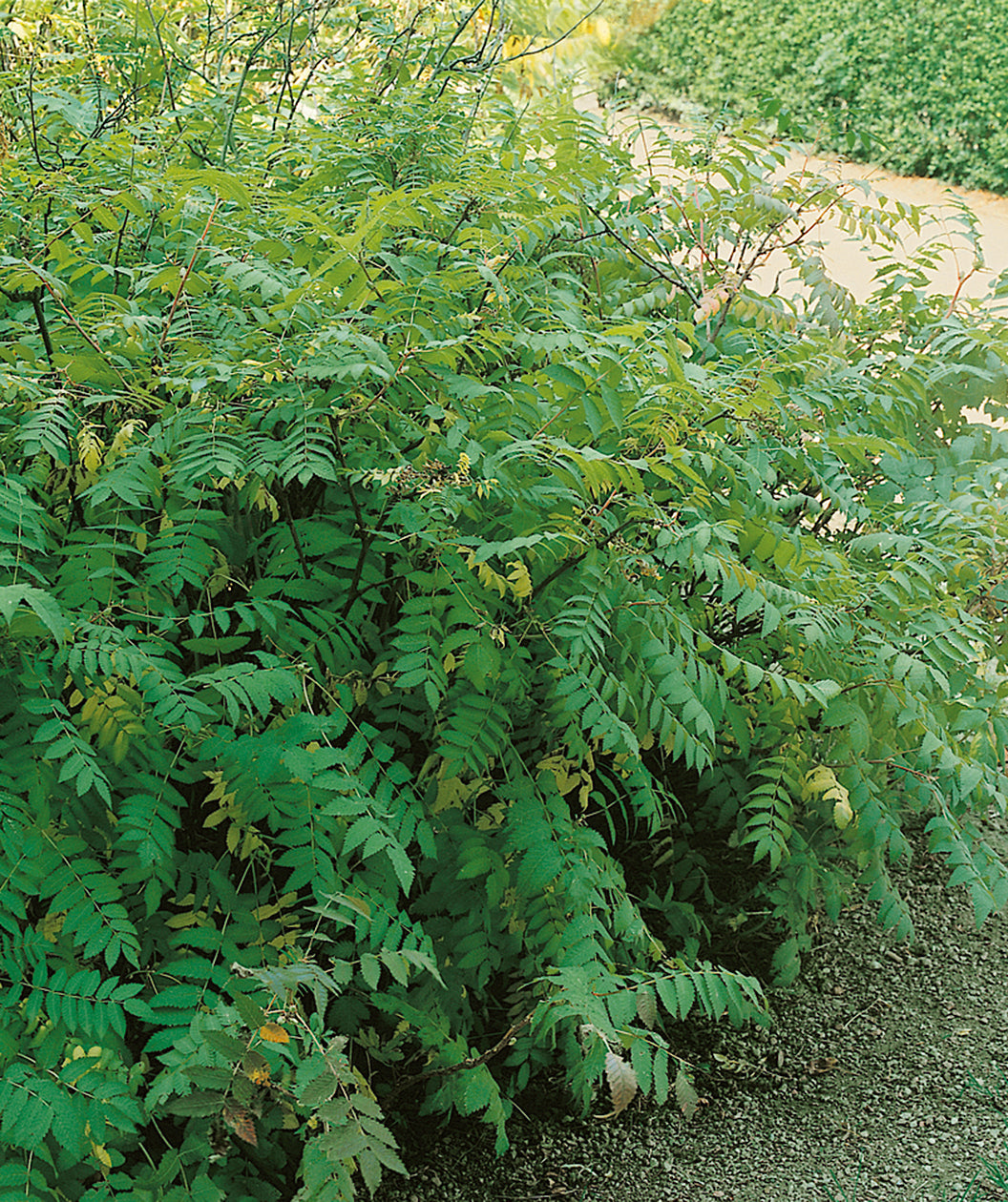 False Spirea | Bower & Branch