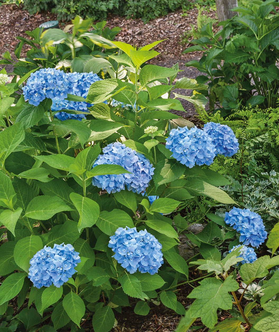 Nikko Blue Hydrangea | Bower & Branch
