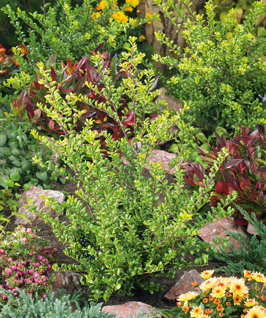 Convex Japanese Holly | Bower & Branch